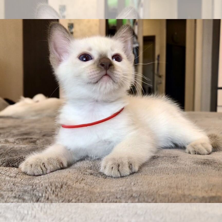 Тайские котята. Мальчики