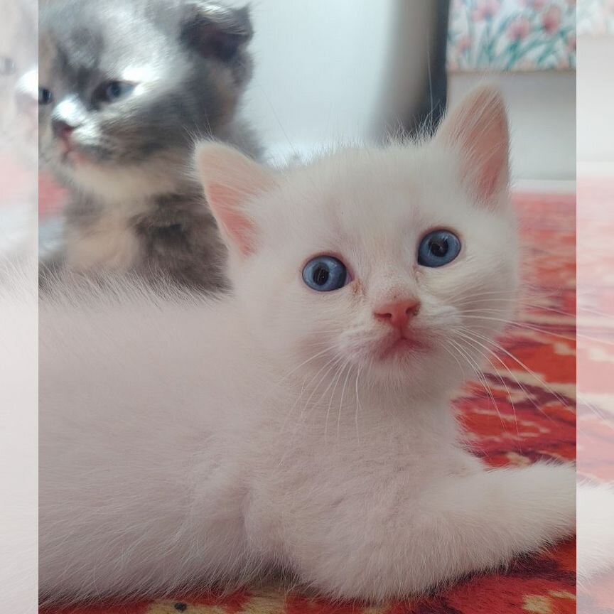 Шотландский вислоухий длинношёрстный котёнок