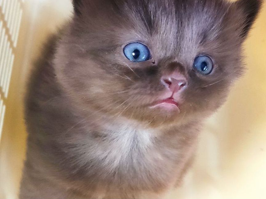 Кошка