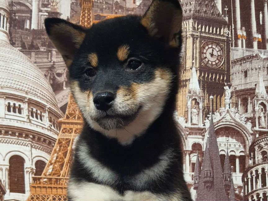 Щенки сиба шиба ину