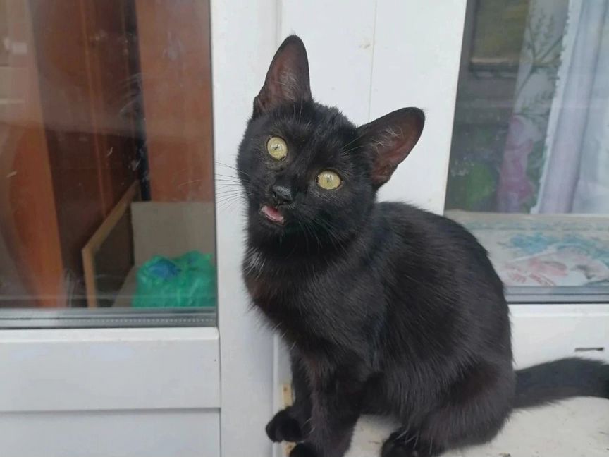 Кошечка Наоми ждёт свою семью