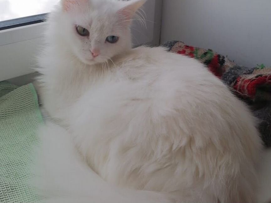 Ищем белого кота на вязку