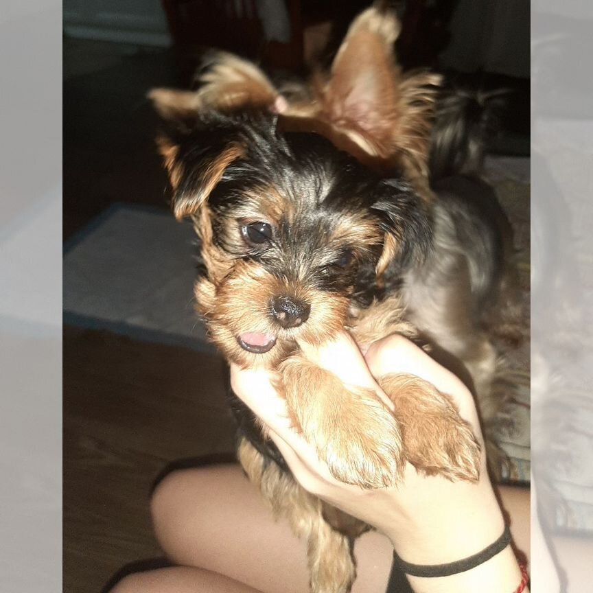 Йоркширский терьер, щенок