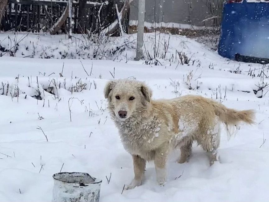 Собака в добрые руки