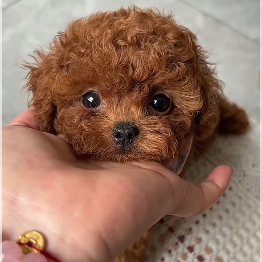 Той-пудель, щенок