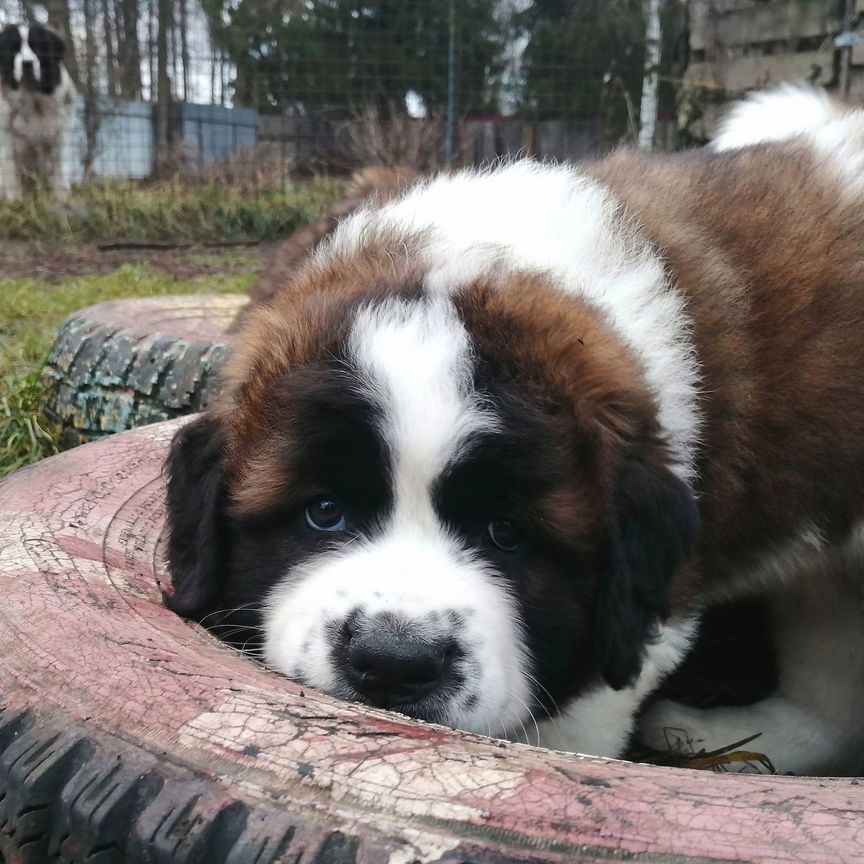 Московская сторожевая. Щенки