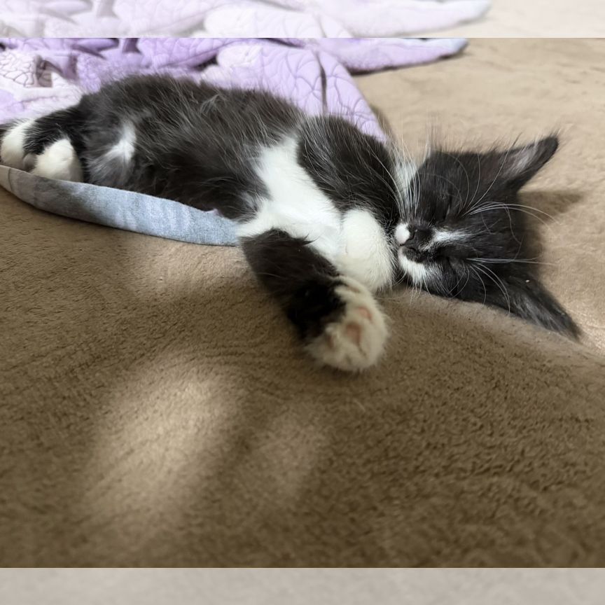 Котёнок от частного владельца