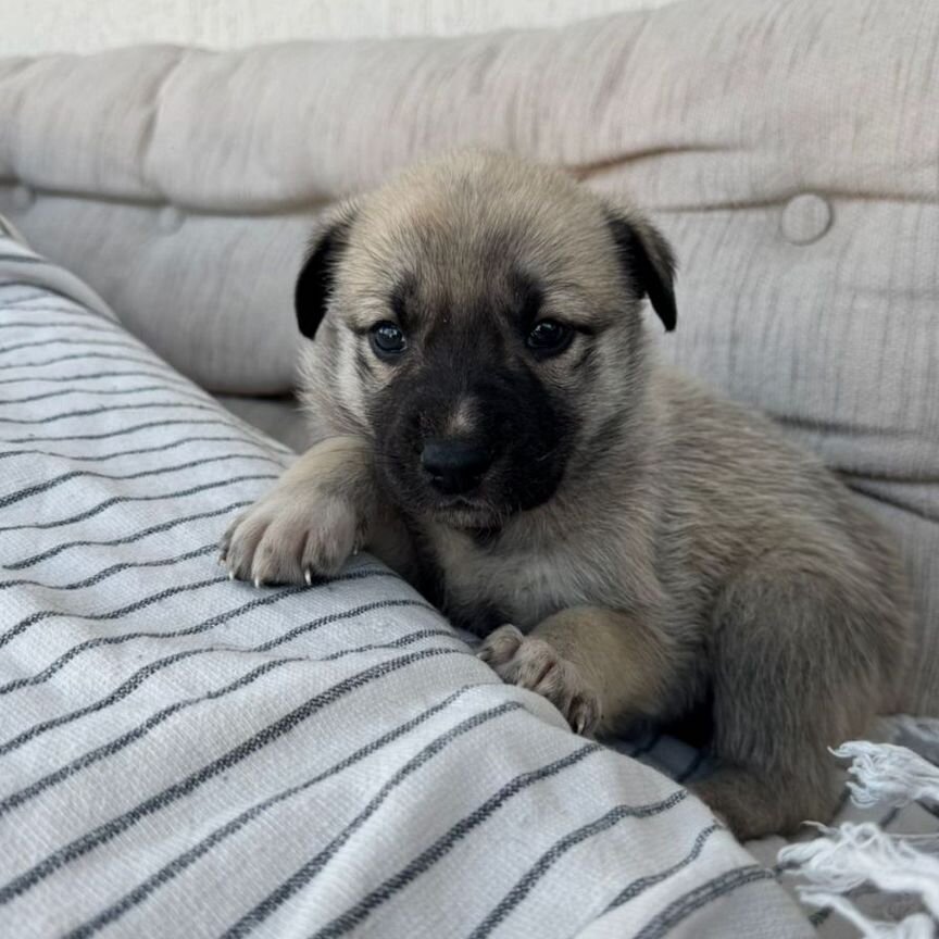 Щенок в добрые руки