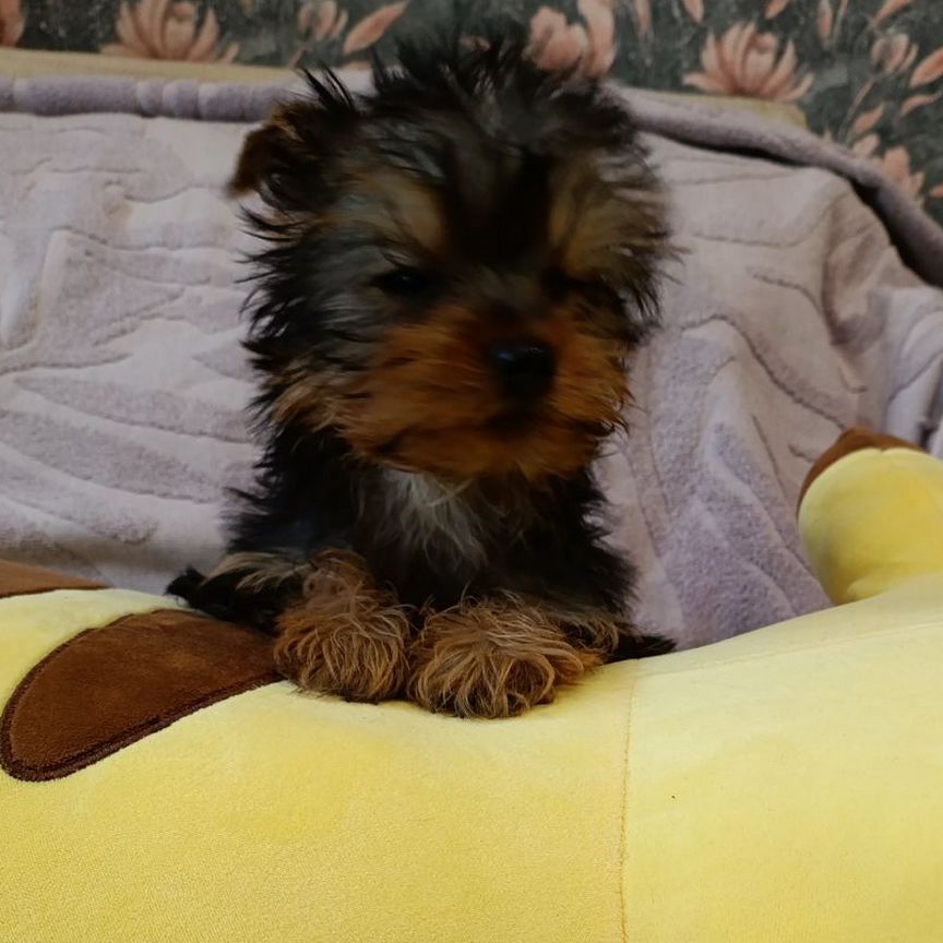 Йоркширский терьер, щенок