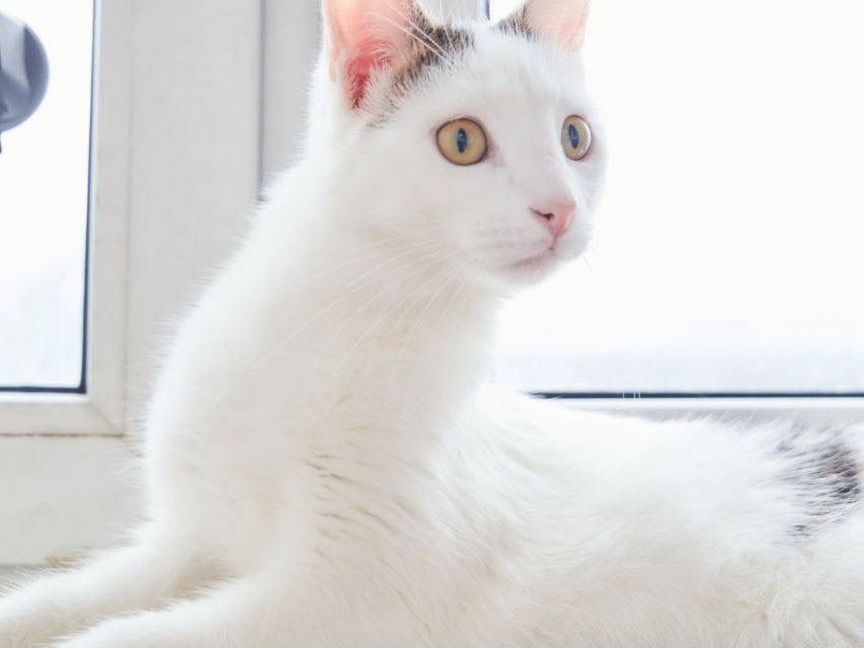 Котик-подросток ласковый
