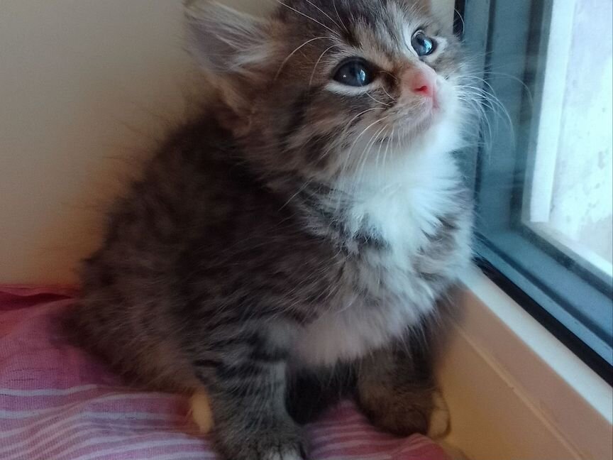 Сибирский малыш