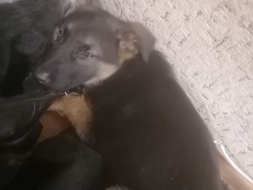 Отдам бесплатно