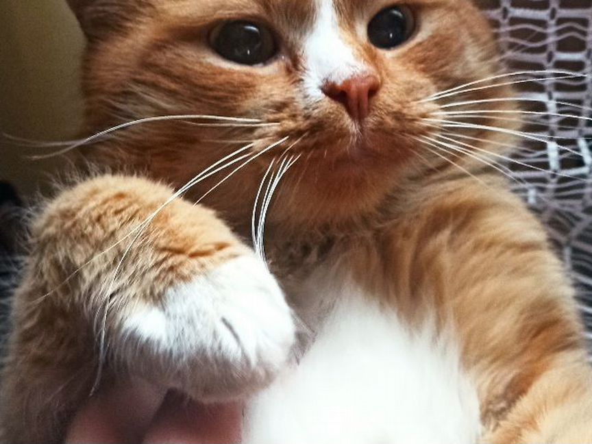 Кот Чижик, 2 года
