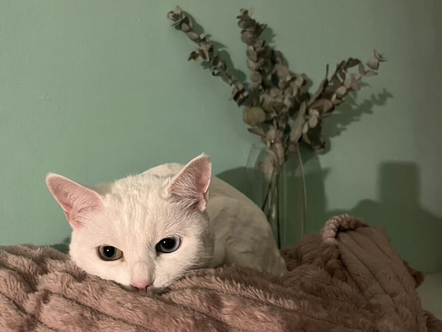 Кошка с разными глазами