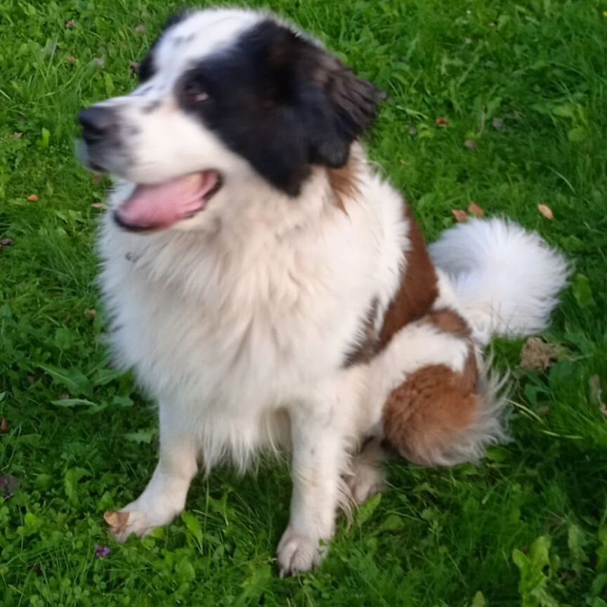 Московская сторожевая, щенок