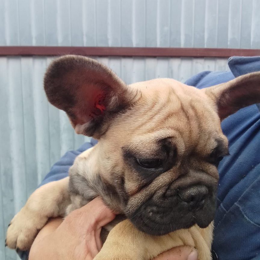 Французики