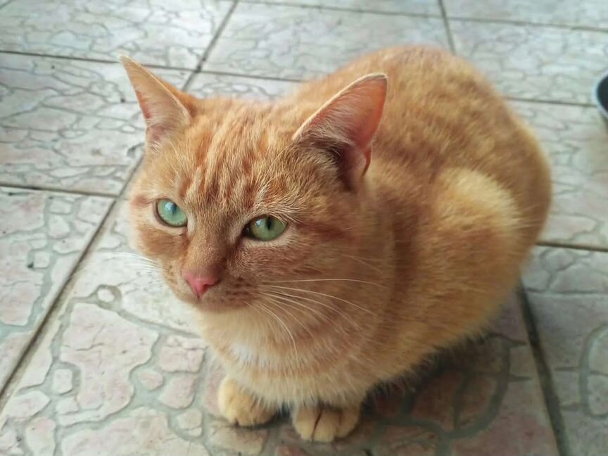 Рыжая кошка