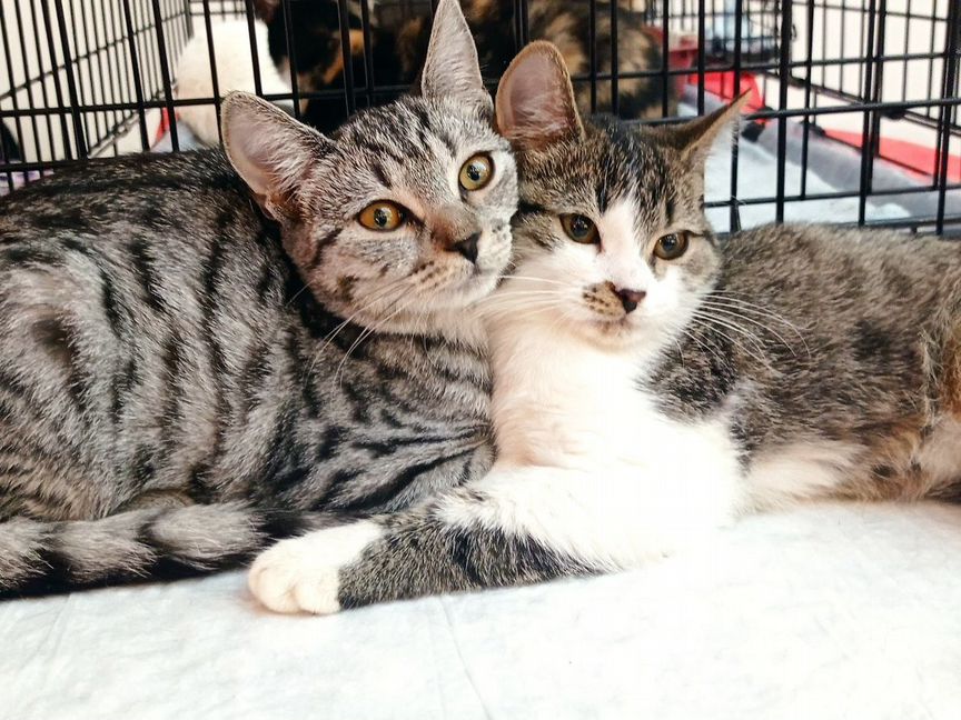 Куколки девочки