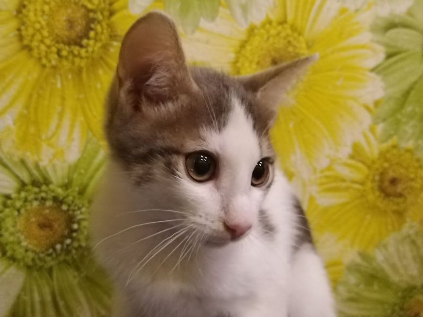 Кот