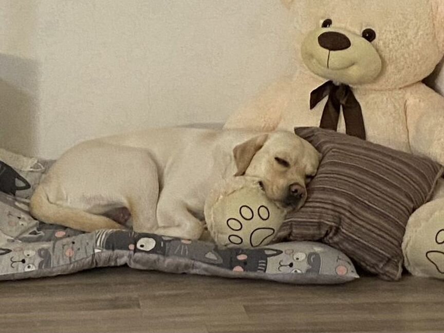 Вязка лабрадор