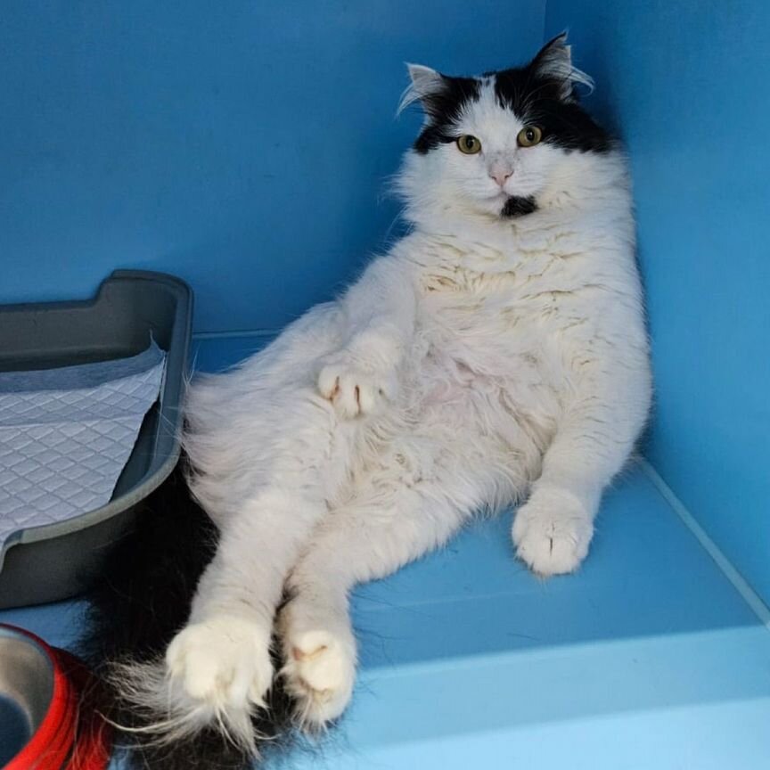 Уже год в боксике