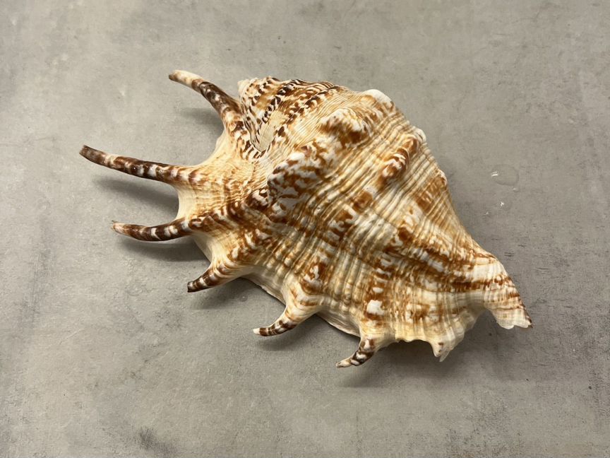 Ракушка морская