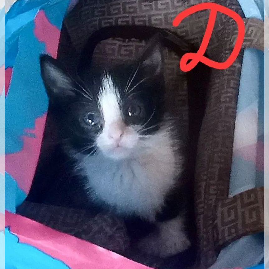 Котёнок в добрые руки