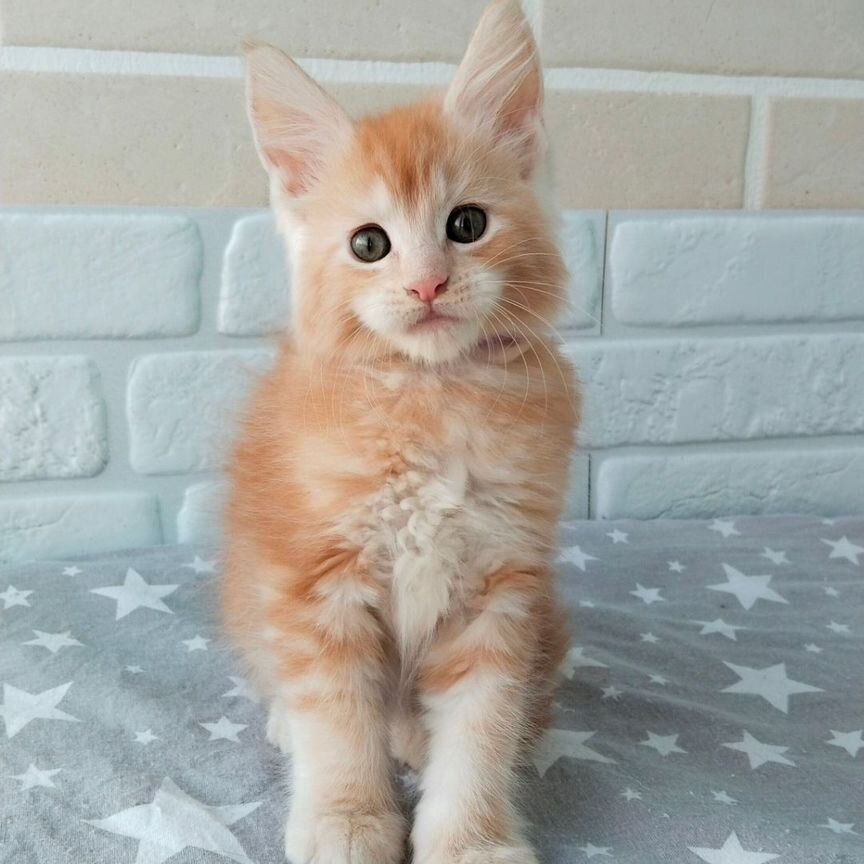 Котята мейн-кун