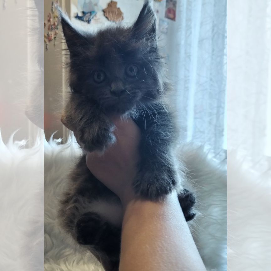 Котята мейн-кун