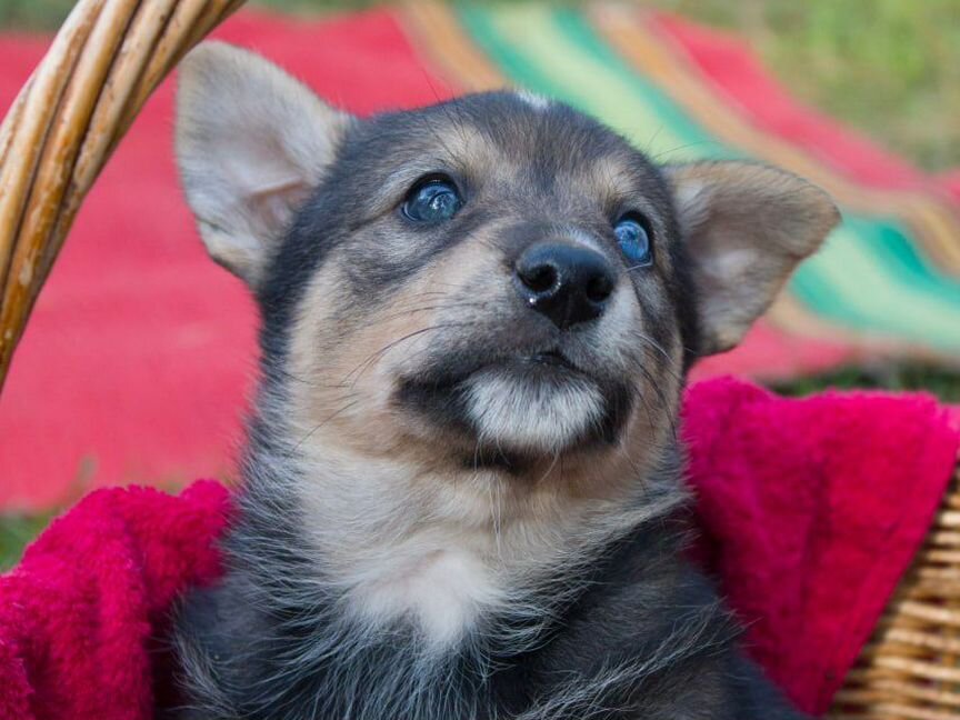 Щенок в добрые руки бесплатно