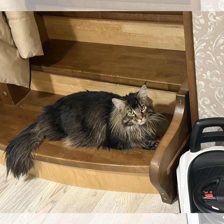 Мейн-кун, взрослый кот