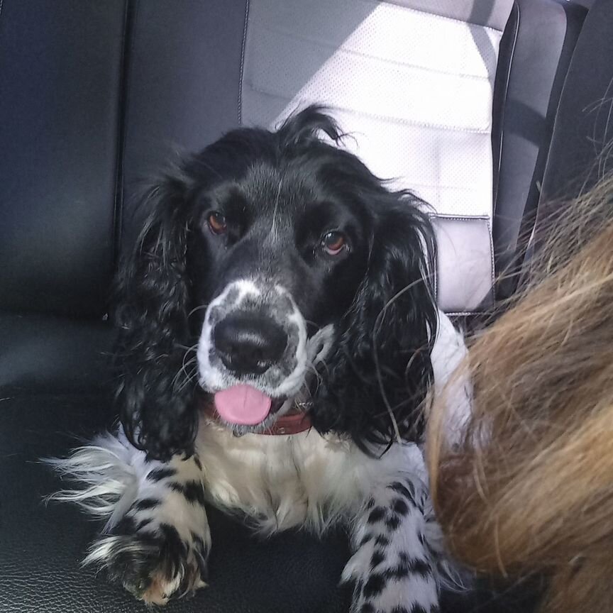 Русский охотничий спаниель вязка