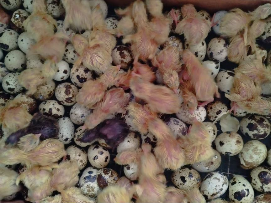 Перепелята суточные