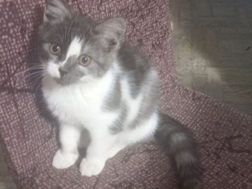 Британская кошка