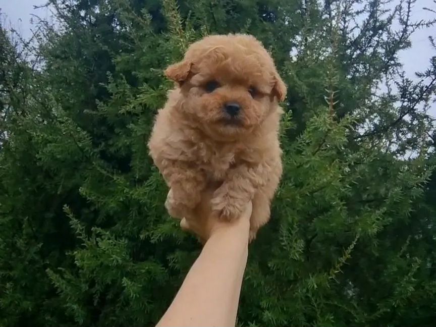 Шикарная мини девoчка мальтипу F1. Видео