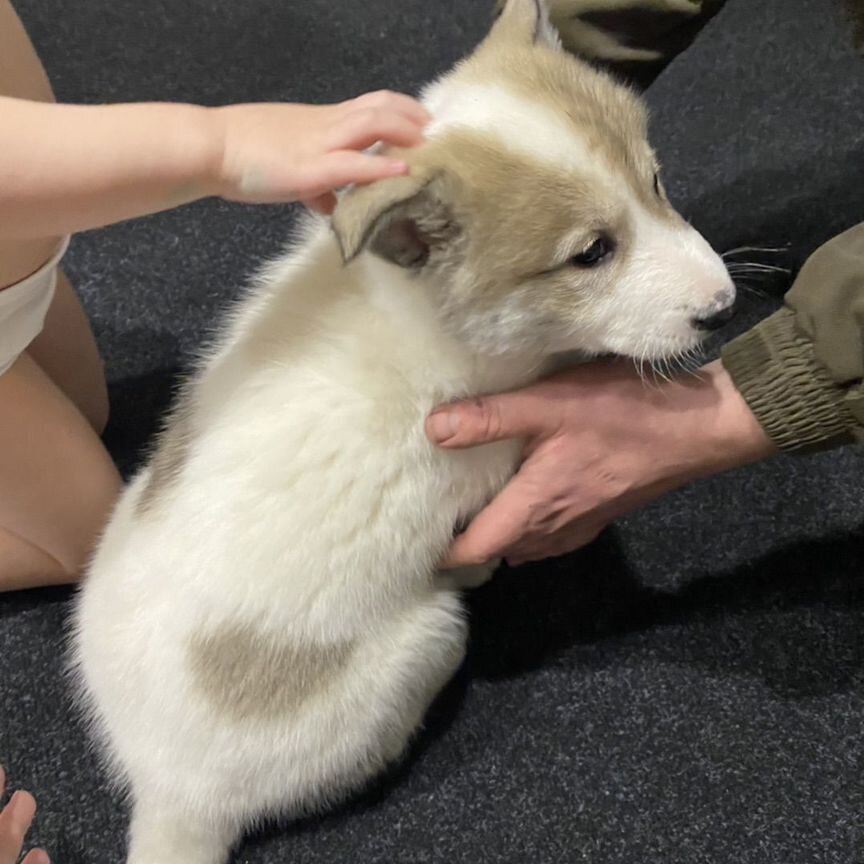 Щенки лайки зсл