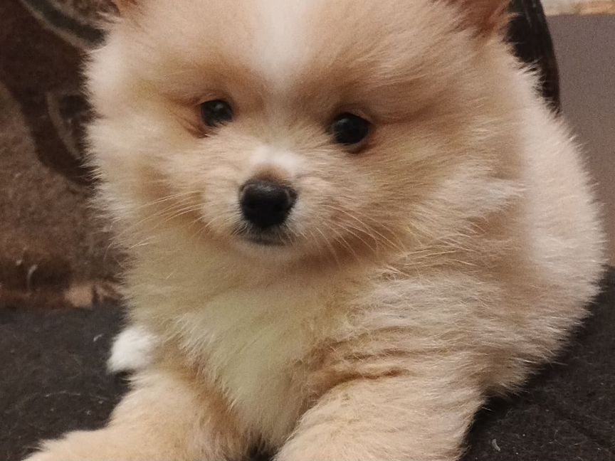 Щенки шпица