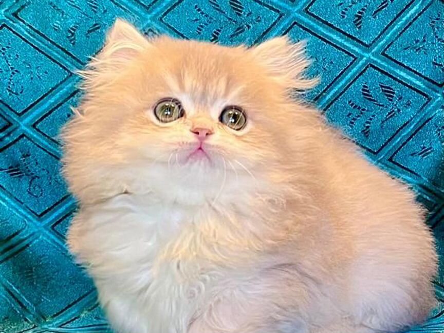 Лучший Новогодний подарочек - это Я