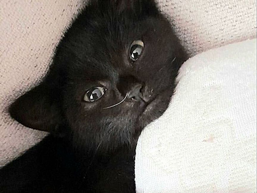 Кошка котенок черный в добрые руки бесплатно