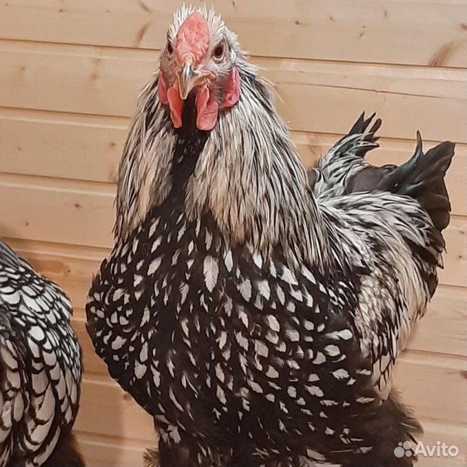 Петухи виандот серебро