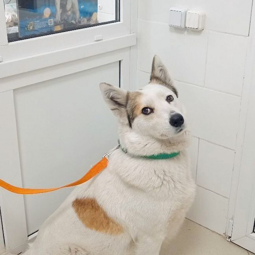 Стерилизованная собачка в добрые руки