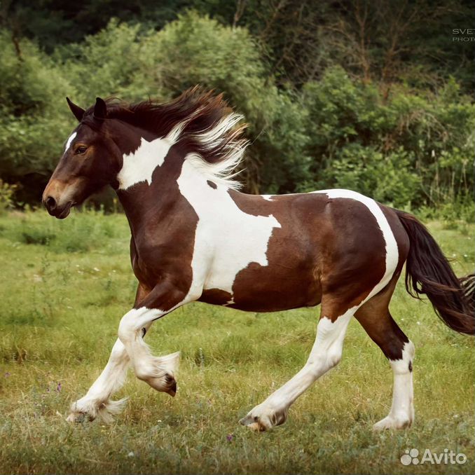 Кросс тинкер, тинкер, карачаевский жеребчик