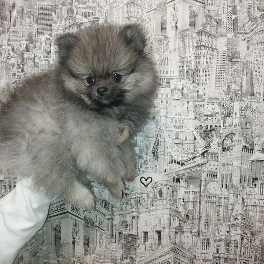 Померанский шпиц, щенок