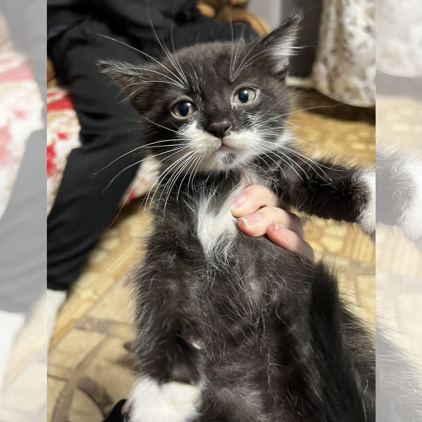 Котёнок в добрые руки