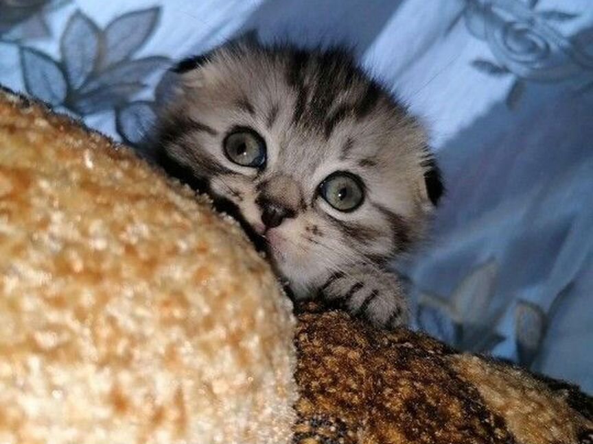 Шотландский вислоухий котёнок