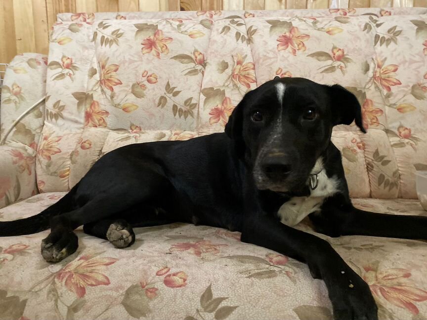 Щенок в добрые руки