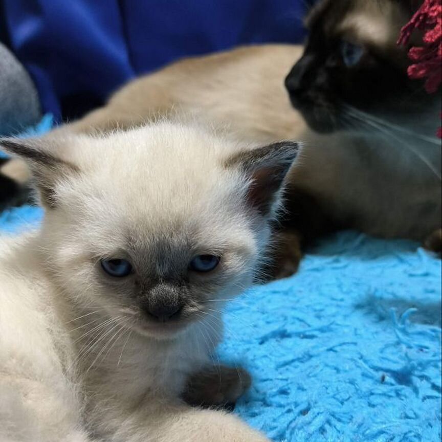 Тайский котенок девочка