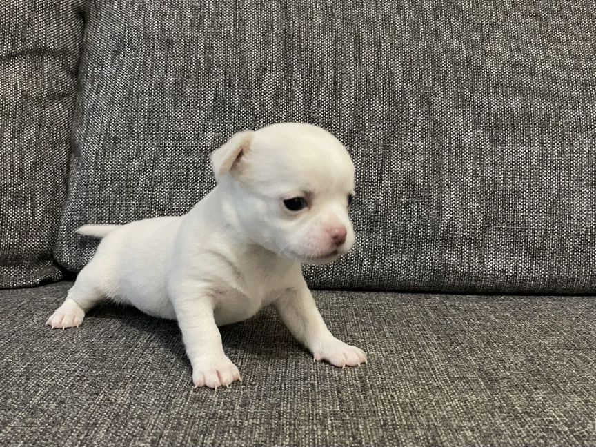 Щенки чихуахуа