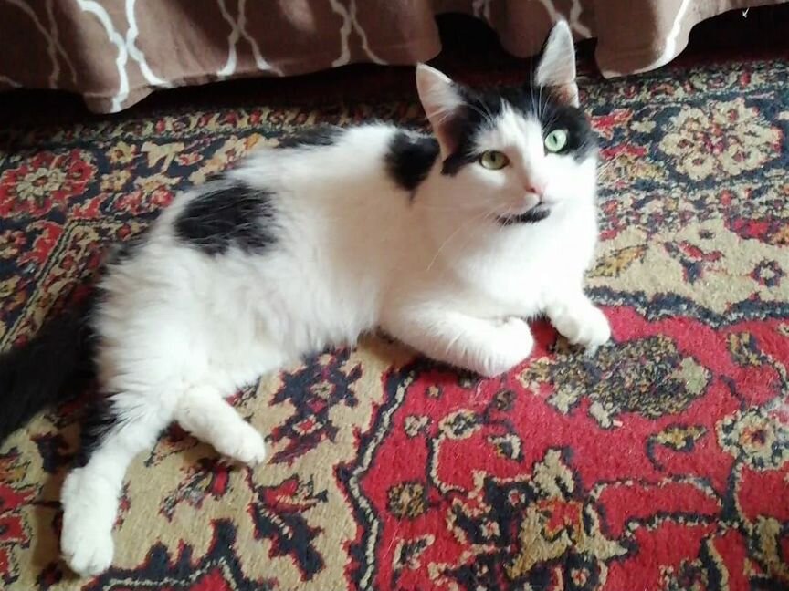 Котику очень нужен дом или передержка