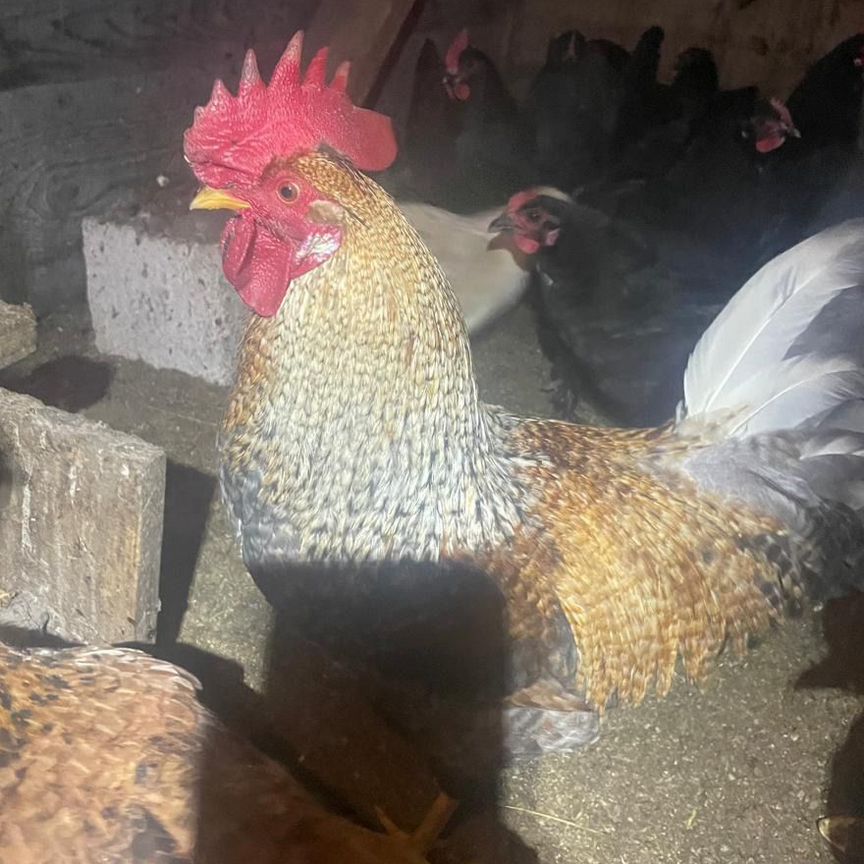 Домашние молодые петухи